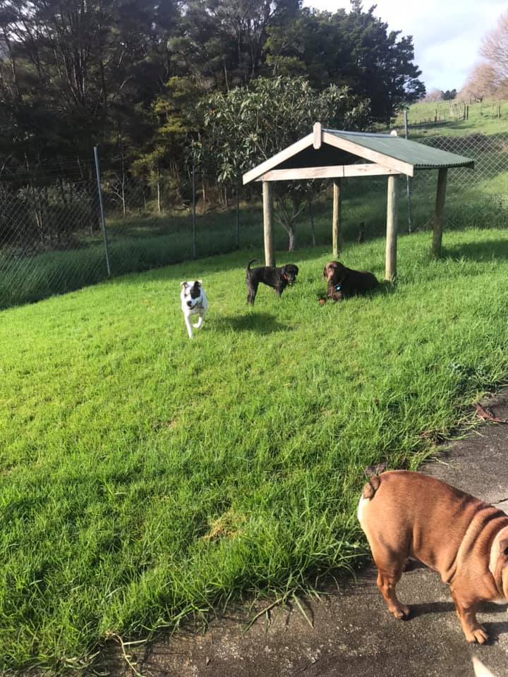 Gallery - Baldrock Kennels and Cattery